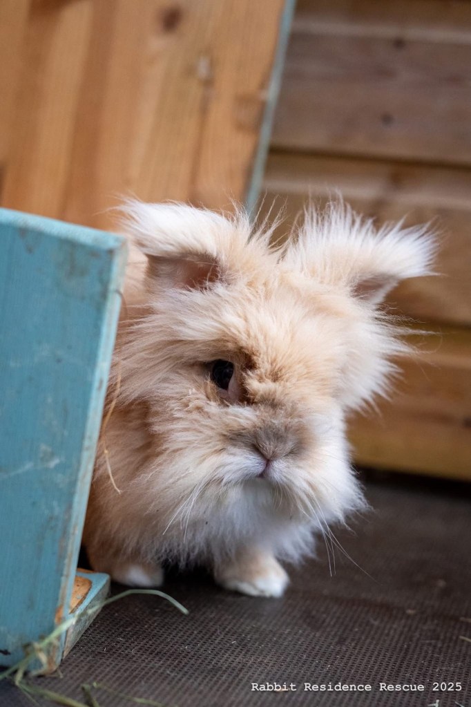 DeeDee – The Rabbit Residence Rescue