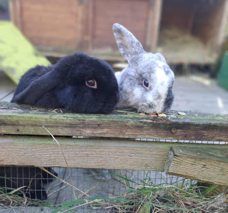 The Rabbit Residence Rescue – Registered Charity Number: 1148016