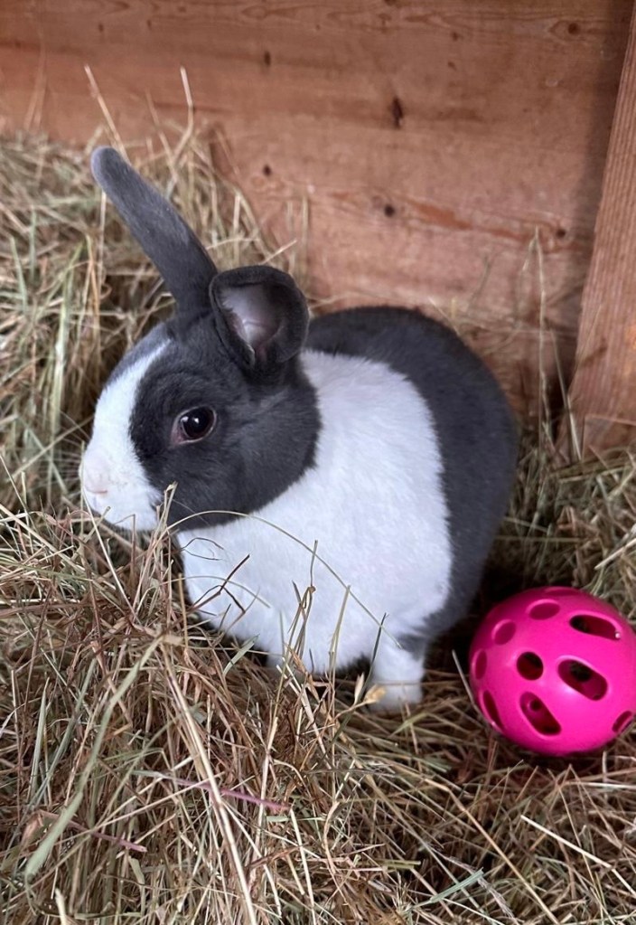 Kelpie – The Rabbit Residence Rescue