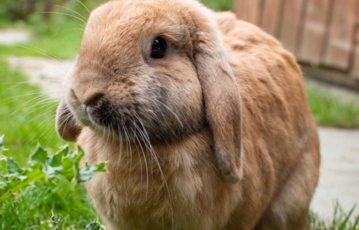 2025: A Round Up – The Rabbit Residence Rescue