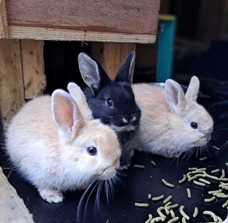 The Rabbit Residence Rescue – Registered Charity Number: 1148016