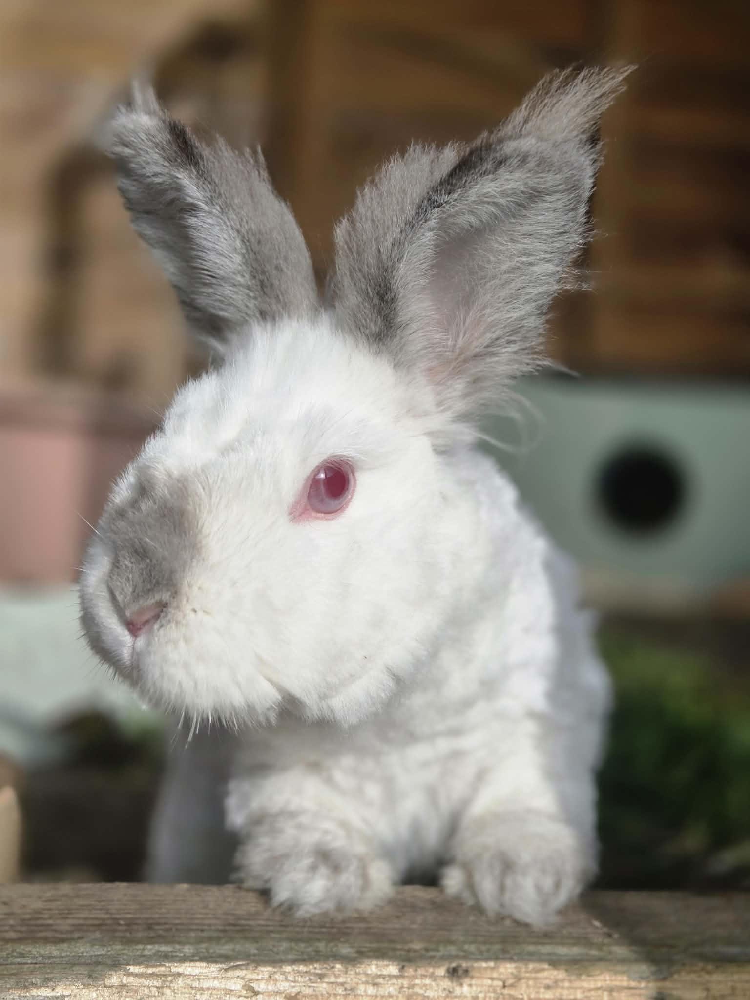 Fluff – The Rabbit Residence Rescue
